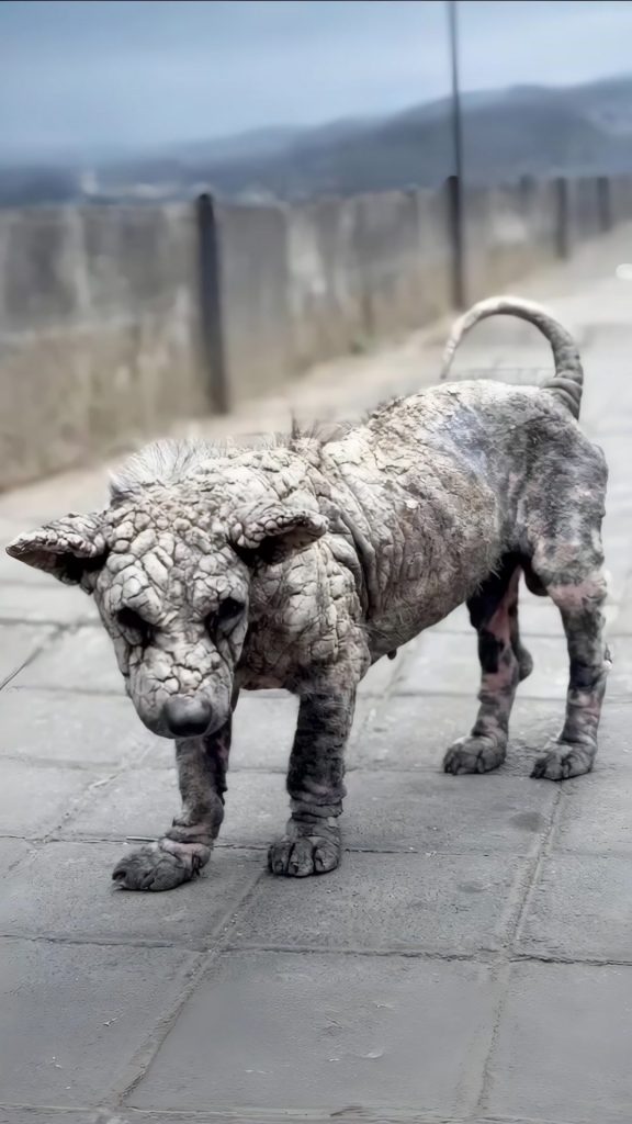 She Waited Where No One Looked — Until Safety Finally Found Her