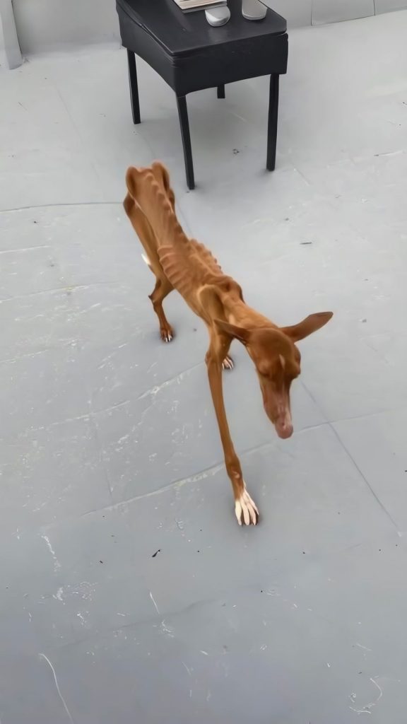 When Felix Had Nothing Left, He Chose to Trust — and Everything Changed