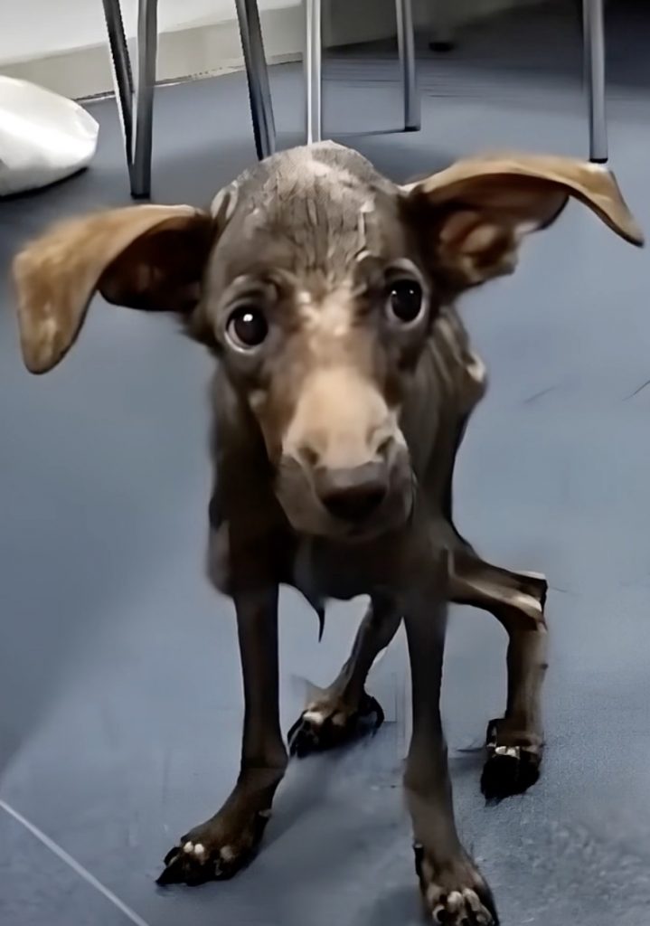 A New Lease on Life: How One Abandoned Dog Found Hope Again