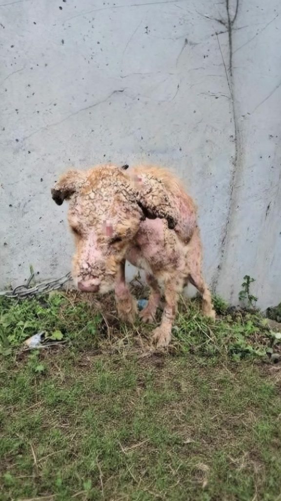Left Chained Since Puppyhood — She Longed For Love While Mange Consumed ...
