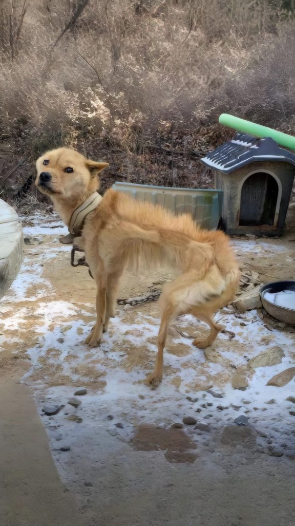 She Waited in Silence: How Donghee Traded a Frozen Chain for a Life ...