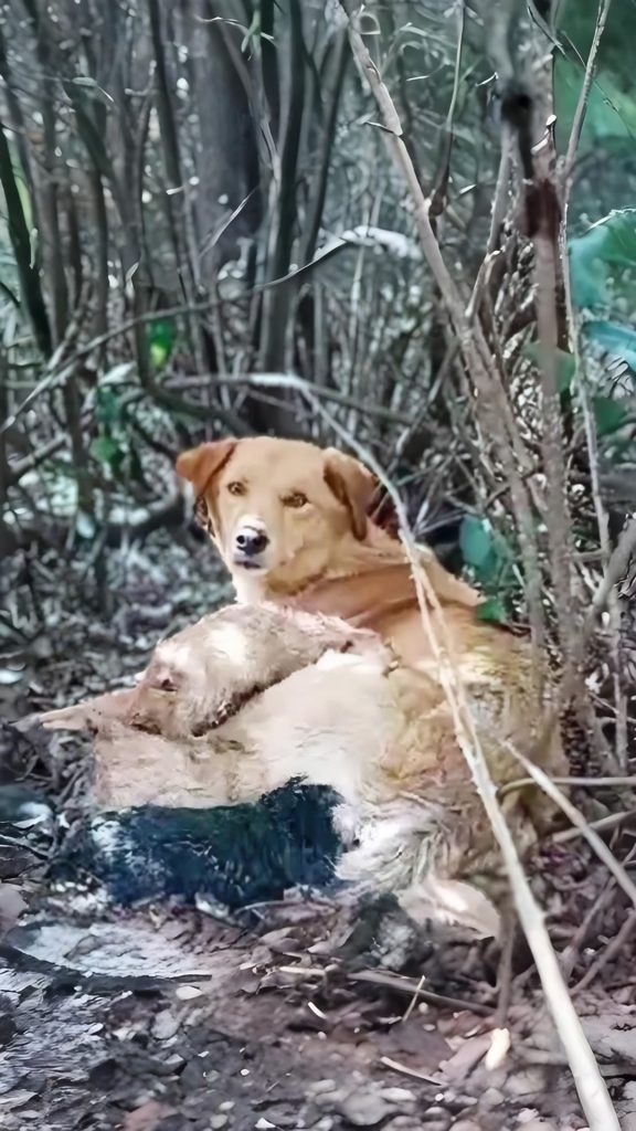 She Tried Until the End — Until Kindness Stopped for Her