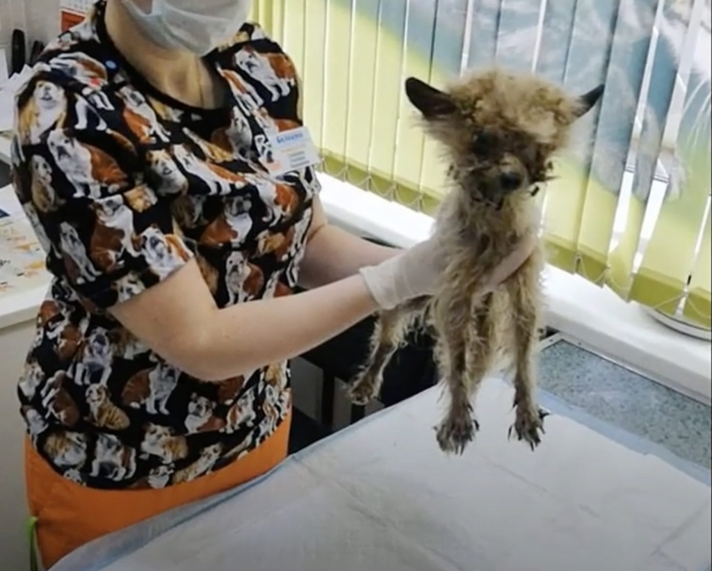 From a Street Corner to a Family Couch: Beland’s Quiet Rescue