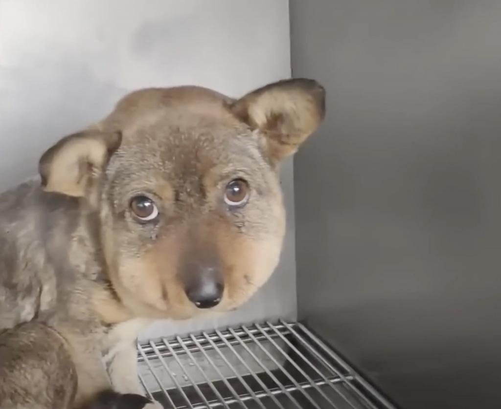 Abandoned, But Not Forgotten: How a Quiet Dog Found His Way Back to Life