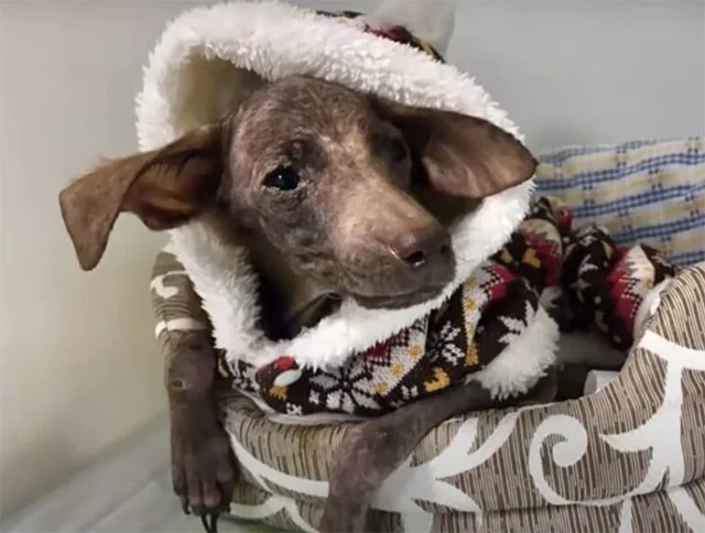 A New Lease on Life: How One Abandoned Dog Found Hope Again